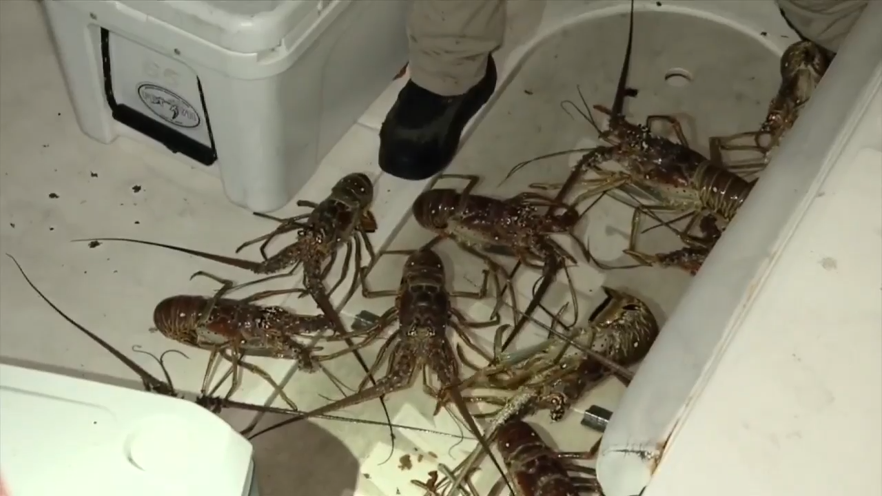 48-hour lobster ‘mini-season’ kicks off in South Florida - WSVN 7News ...