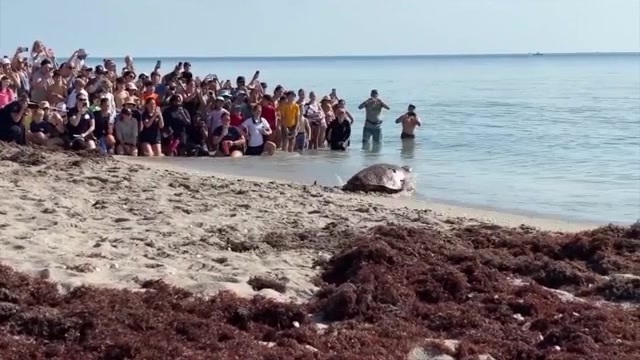Massive loggerhead sea turtle full of eggs returns to ocean after ...