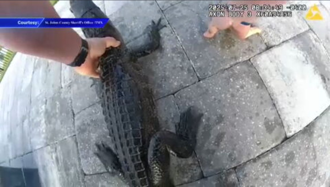 Alligator wrangled from pool by deputy in St. Augustine - WSVN 7News | Miami News, Weather ...