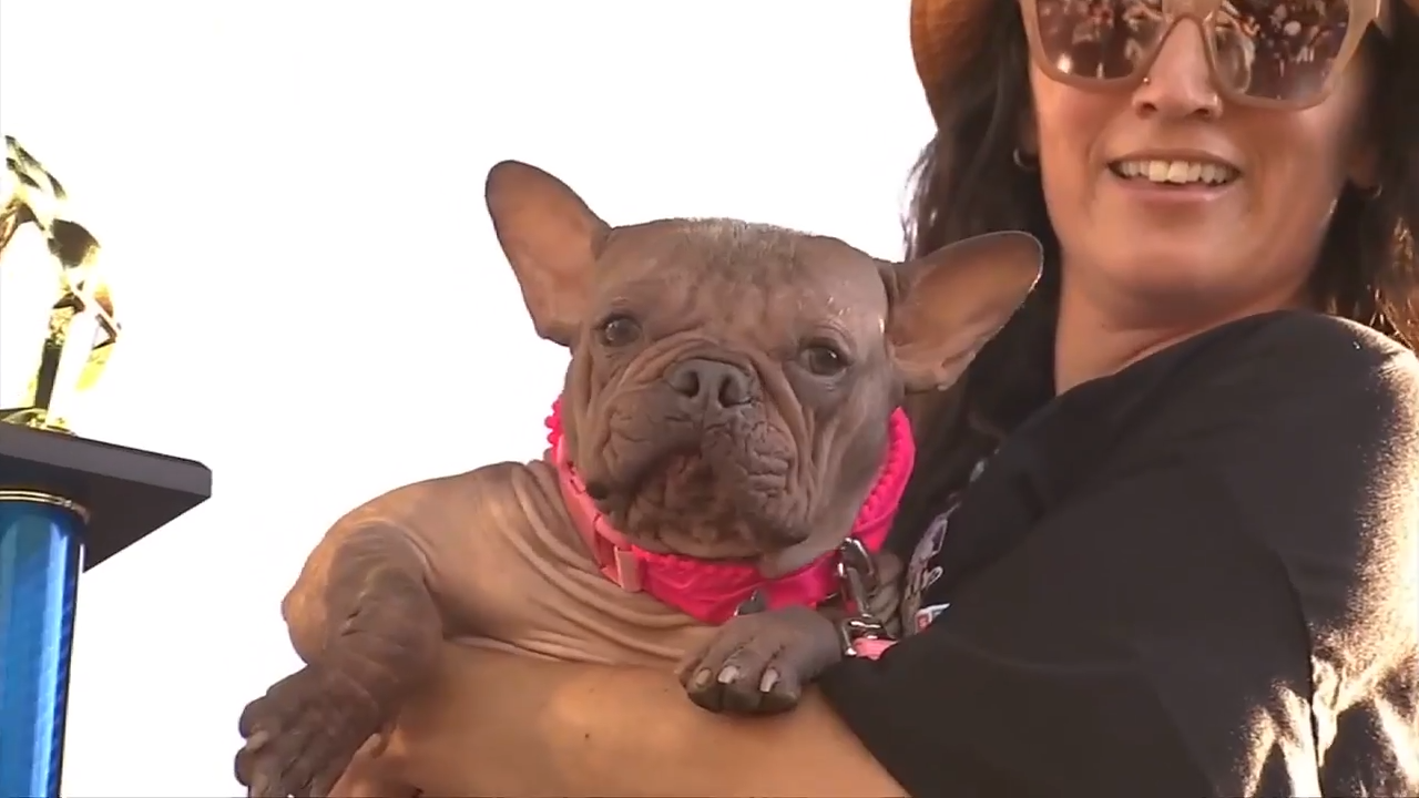 World’s Ugliest Dog crowned at Sonoma County Fair - WSVN 7News | Miami ...