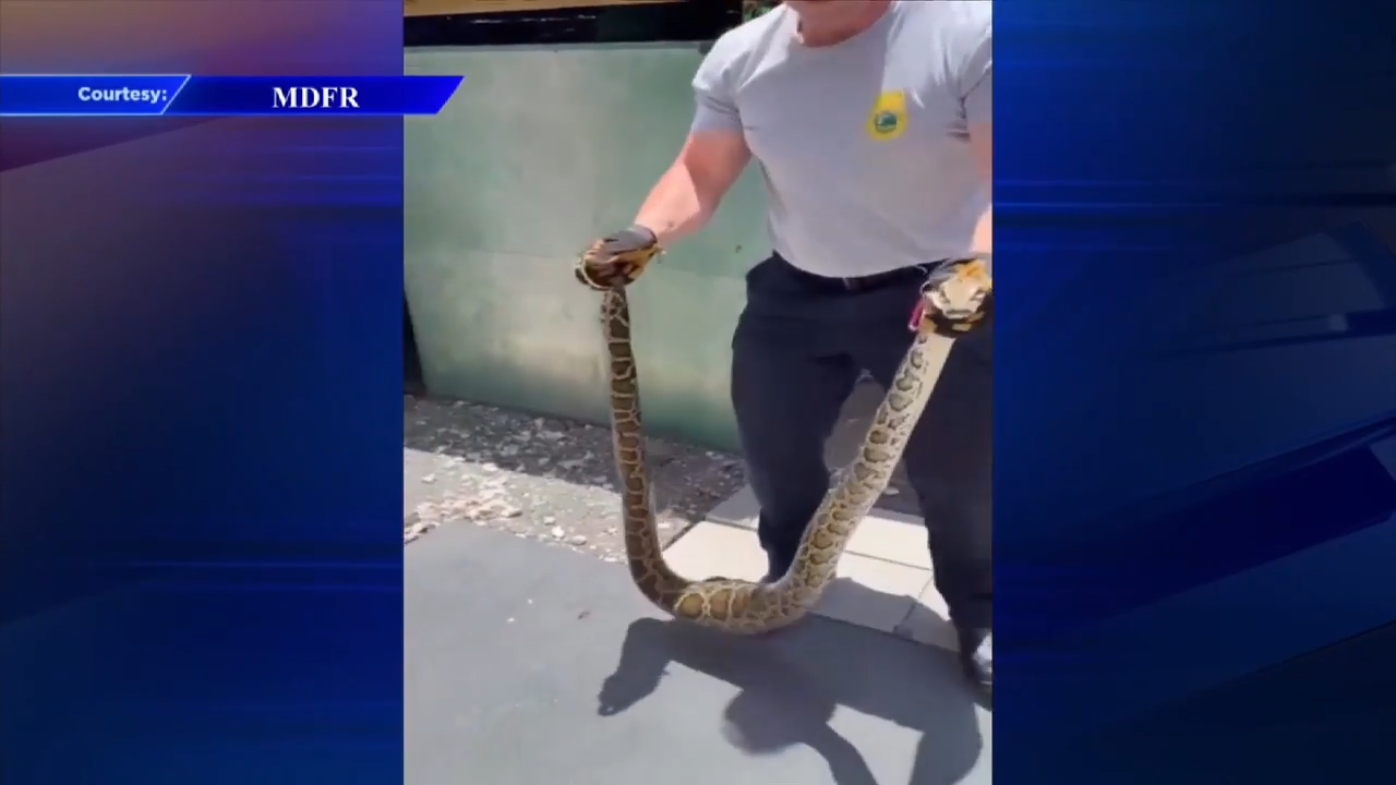 Burmese python found in shed of SW Miami-Dade home - WSVN 7News | Miami ...