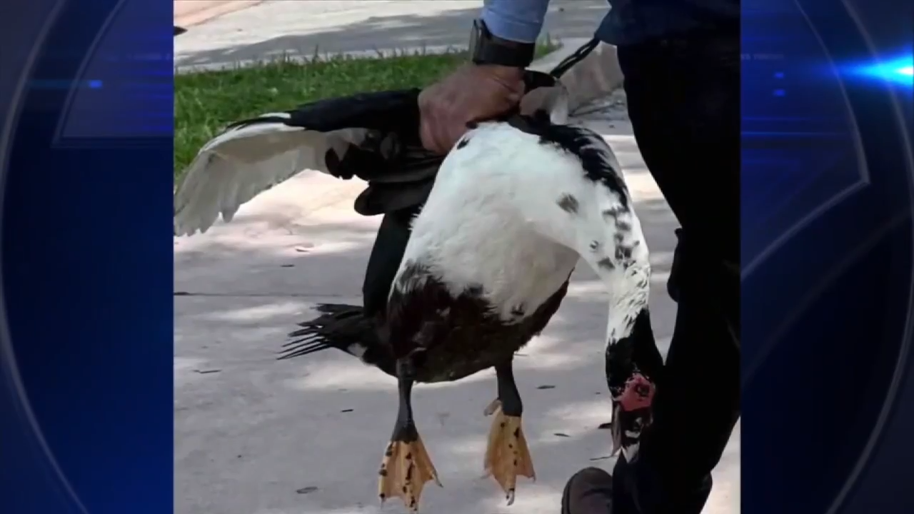 University of Miami students call for action after beloved campus duck ...