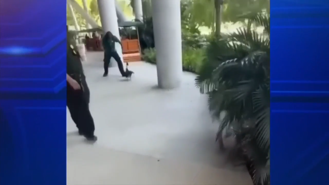 Man seen attacking beloved duck on UM campus arrested, given promise to ...