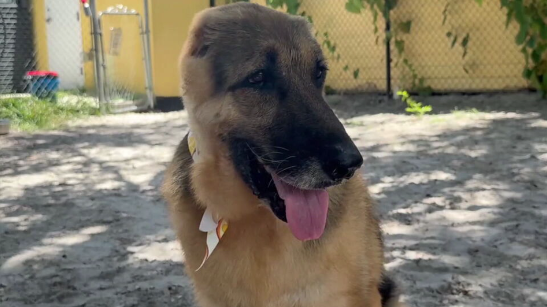 German shepherd found in poor shape near Fort Myers makes remarkable ...