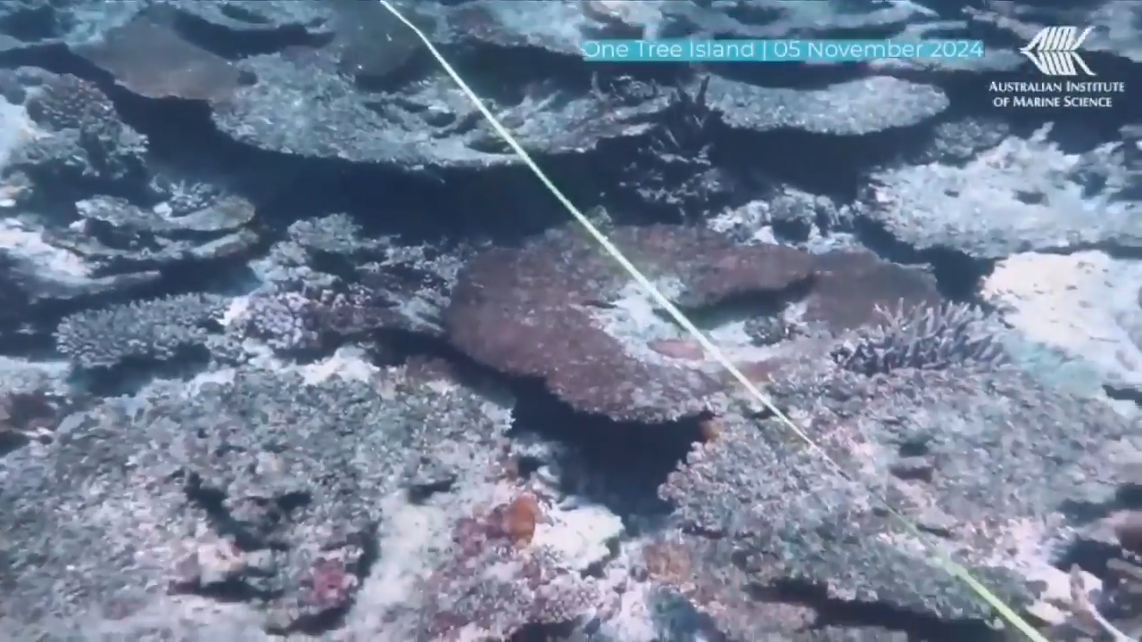 Great Barrier Reef records largest annual coral loss in 39 years - WSVN ...