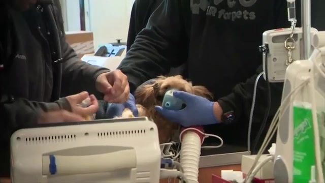 Crews rescue dog that fell into murky Fort Lauderdale pool - WSVN 7News ...