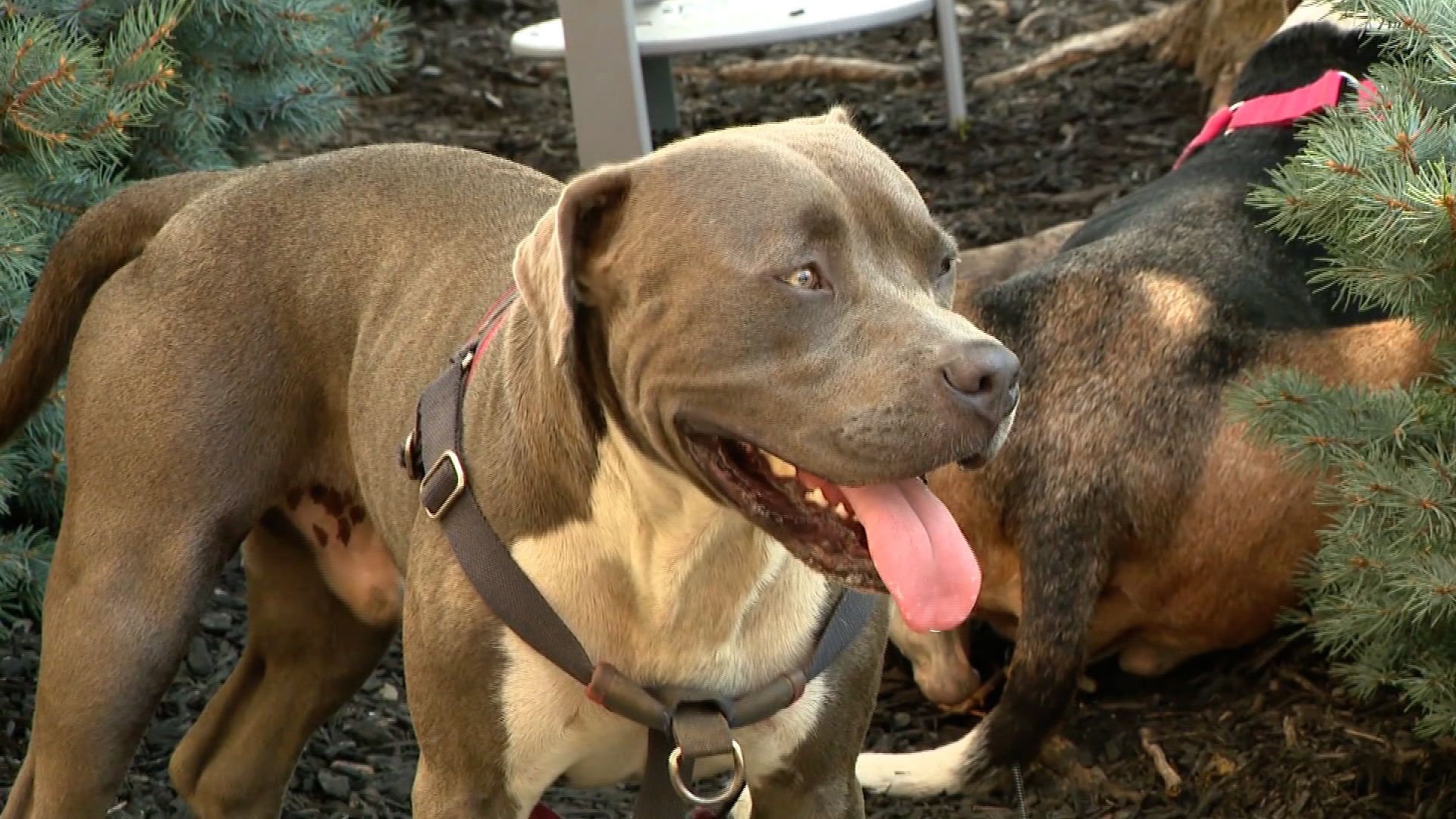 A heroic pit bull helps rescue his owners with the aid of a Pittsburgh ...