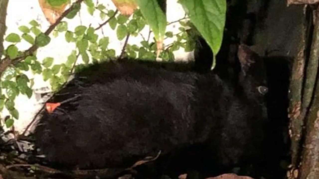 Cat shot with blowgun dart undergoes emergency surgery at Fort ...