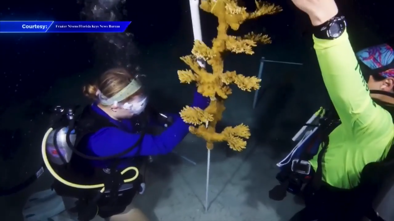 Marine biologist record coral spawning in the Keys - WSVN 7News | Miami ...