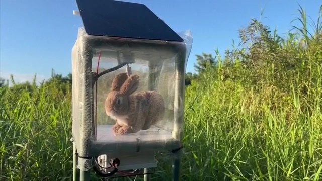 Robot rabbits the latest tool in Florida battle to control invasive ...