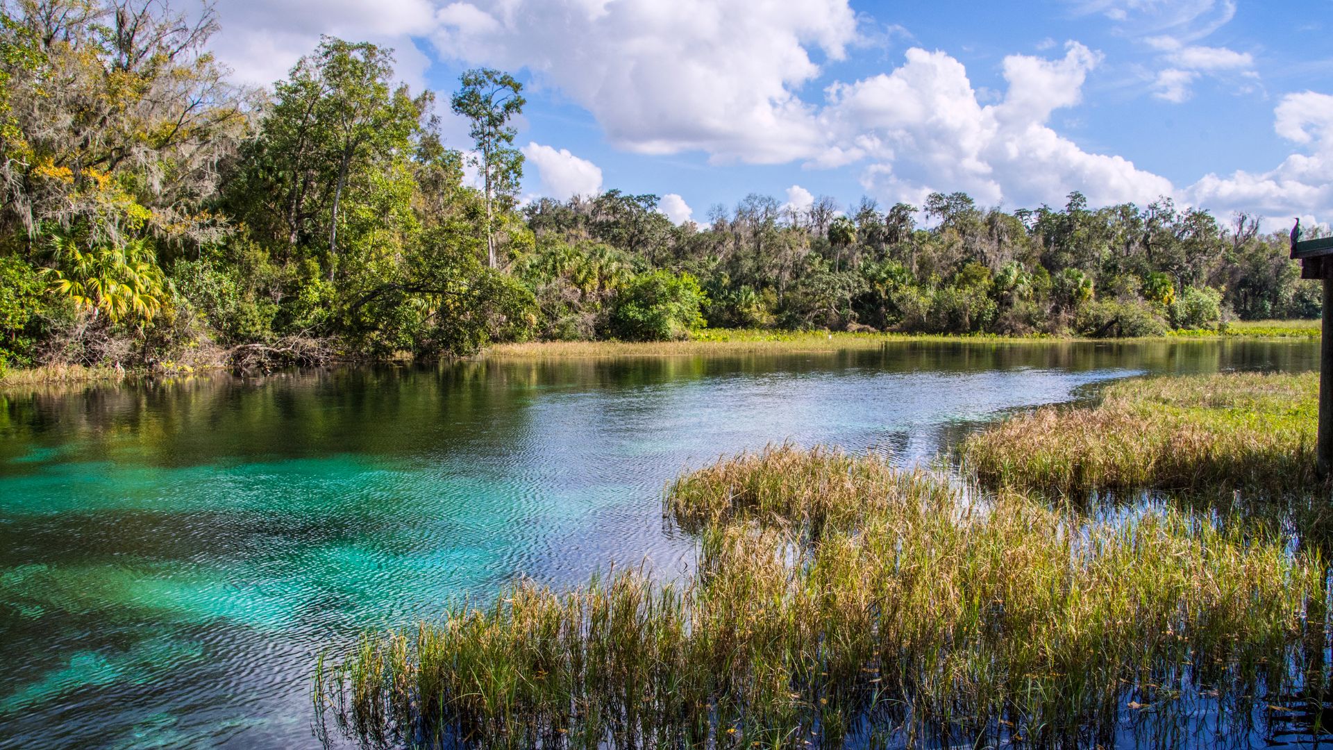 Florida’s once-pristine springs threatened by pollution, development ...
