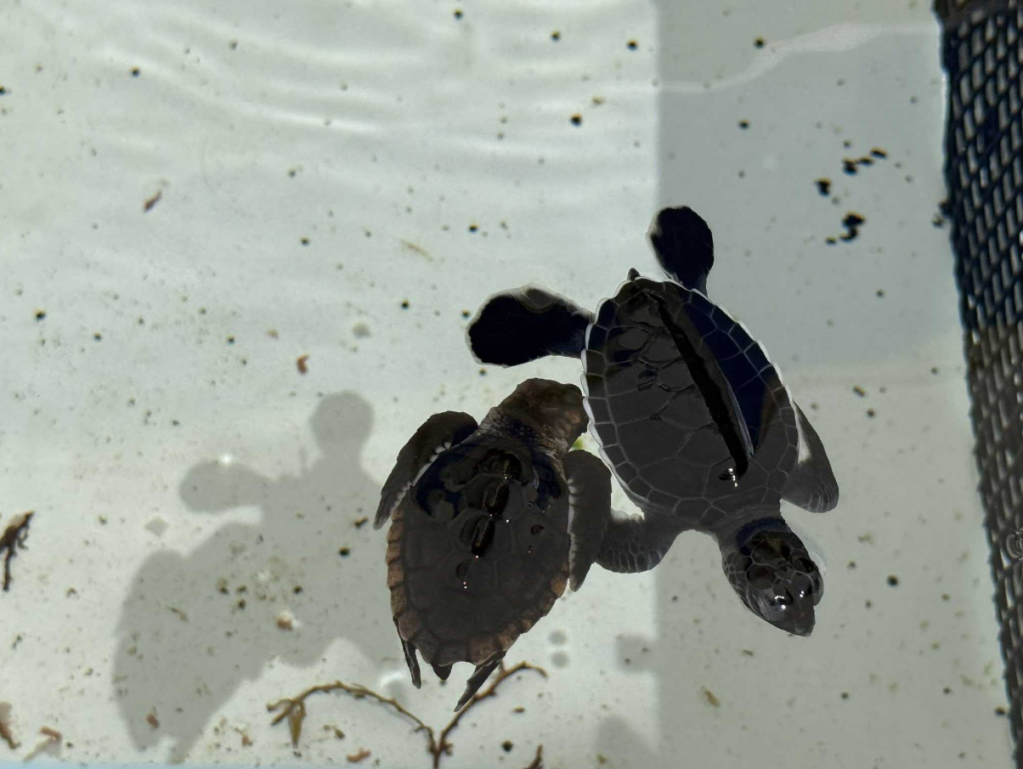 How Hurricane Erin can affect sea turtle nests and hatchlings - WSVN ...