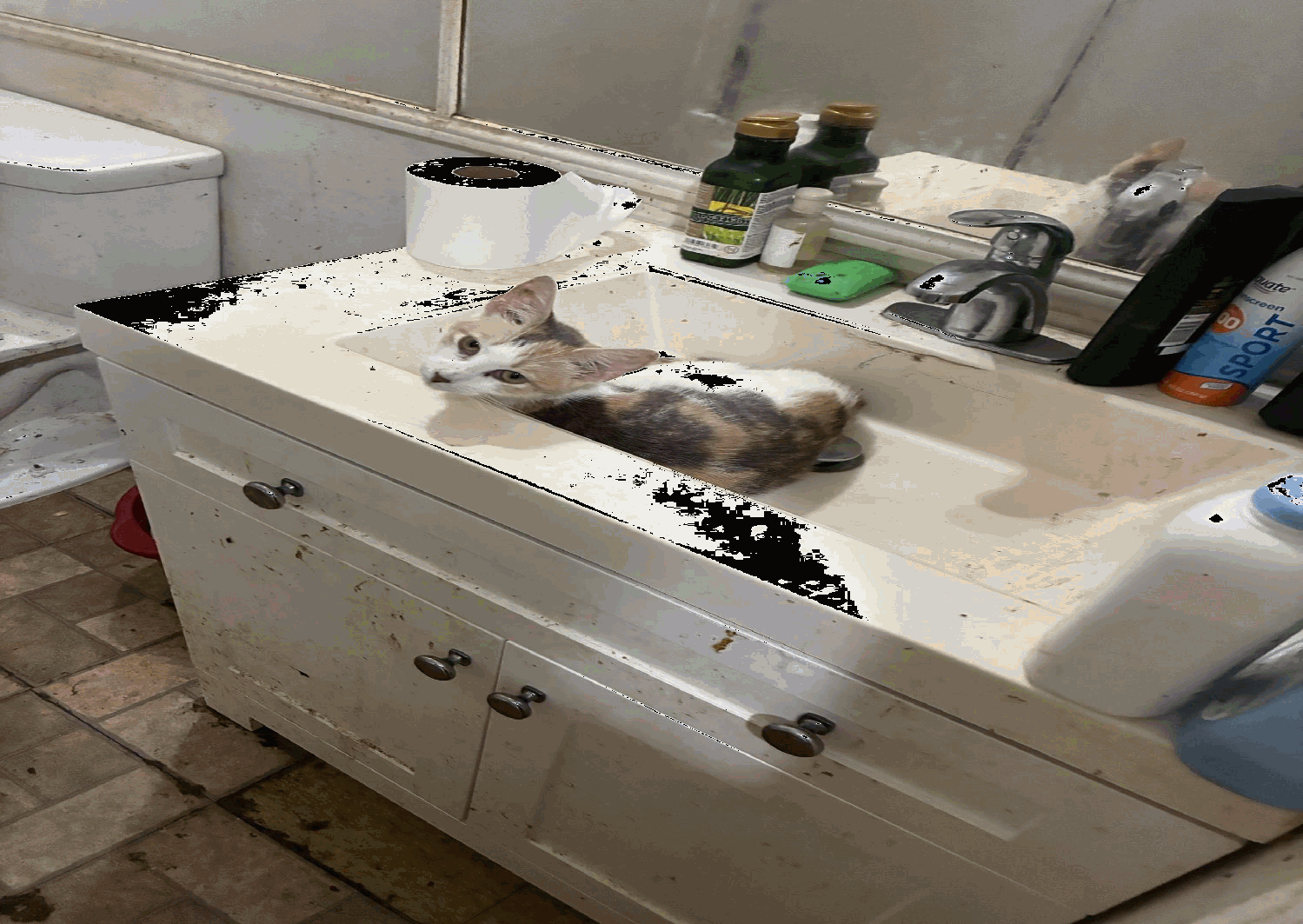 107 cats euthanized out of 125 rescued from a hoarder’s home in ...