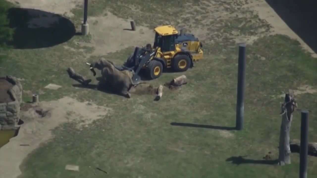 Front-end loader helps zoo elephant get off ground - WSVN 7News | Miami ...