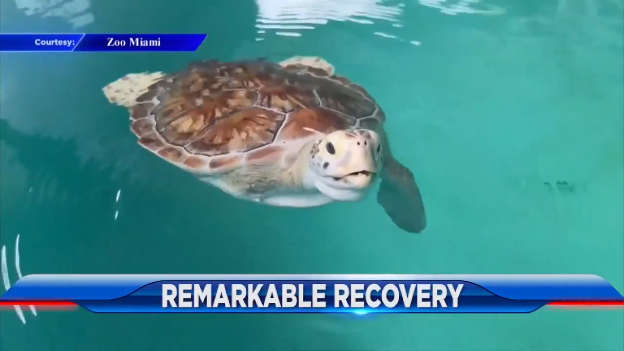 Zoo Miami releases sea turtle back to the water after successful ...