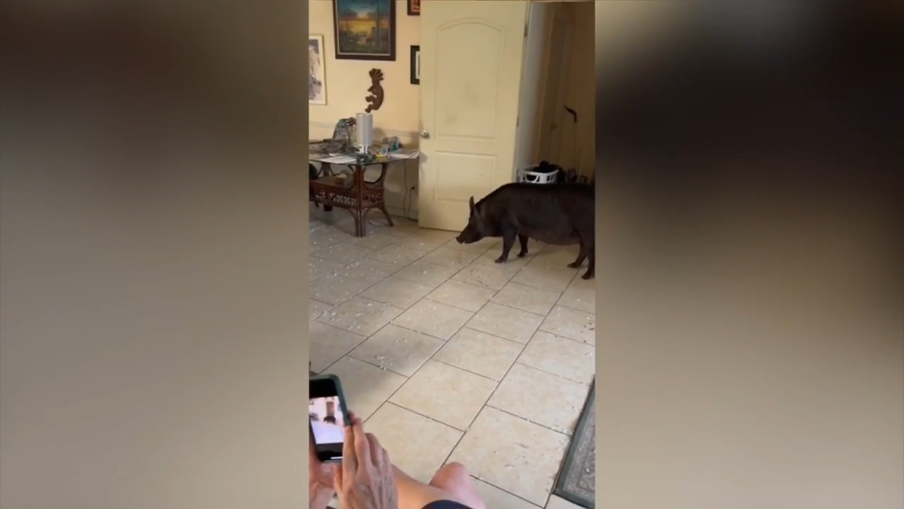 ‘It don’t like people’: Boar breaks into Florida home, attacks dog ...