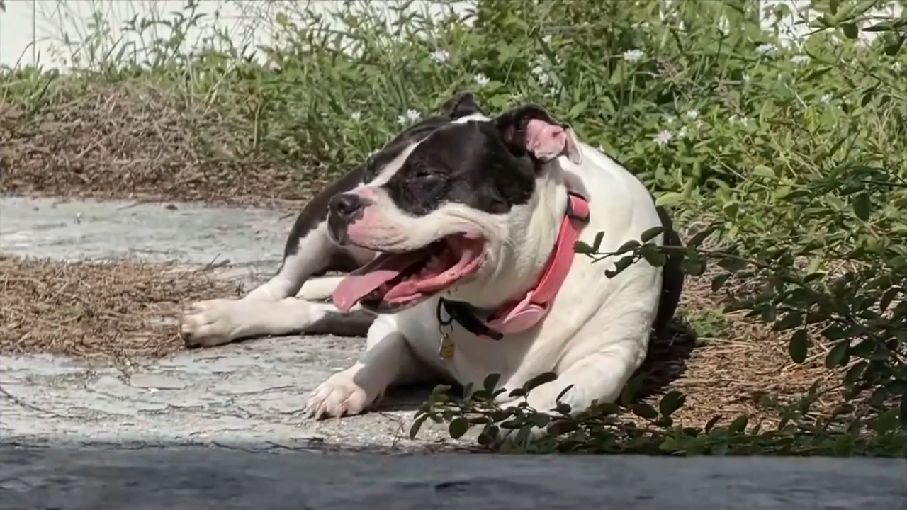 HOLLYWOOD, Fla. (WSVN) – WSVN 7News | Miami News, Weather, Sports ...