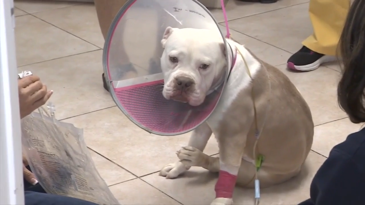 Dog on the road to recovery after being found dumped near busy ...