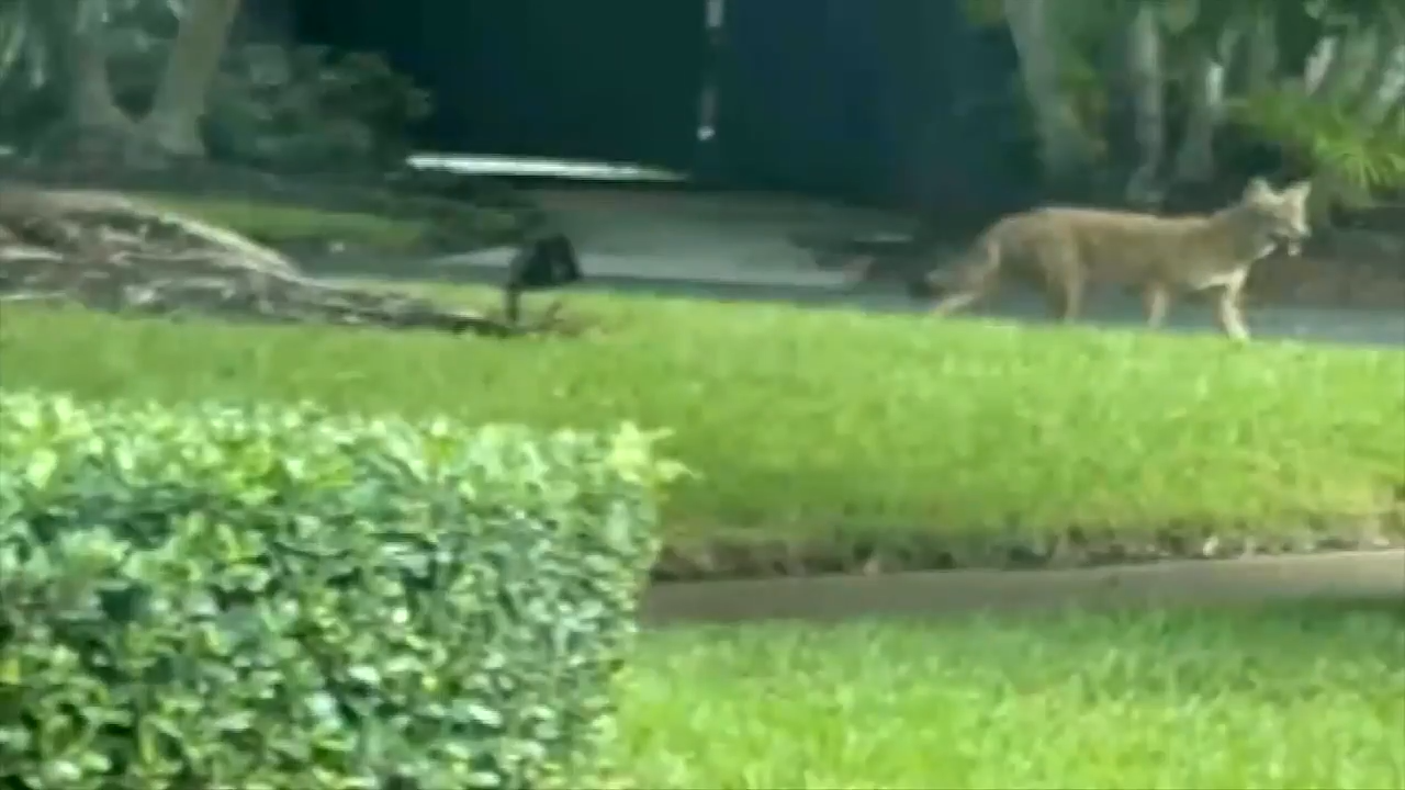 Concern grows among Hollywood residents after repeat sightings of ...