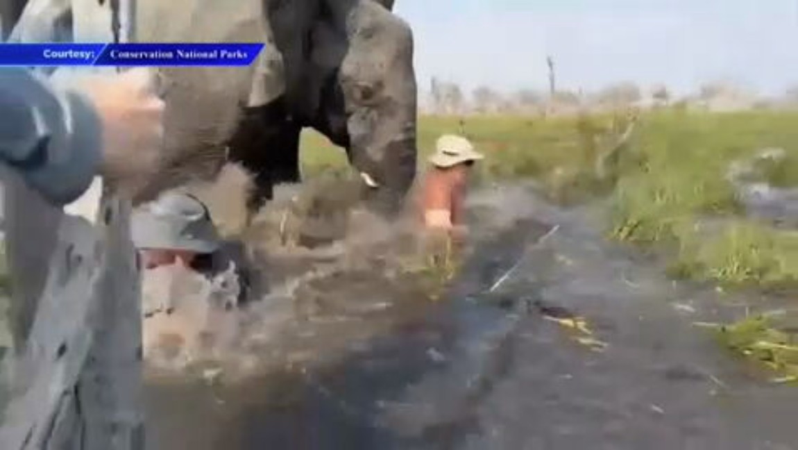 Group of tourists get attacked by female elephant during safari tour in ...