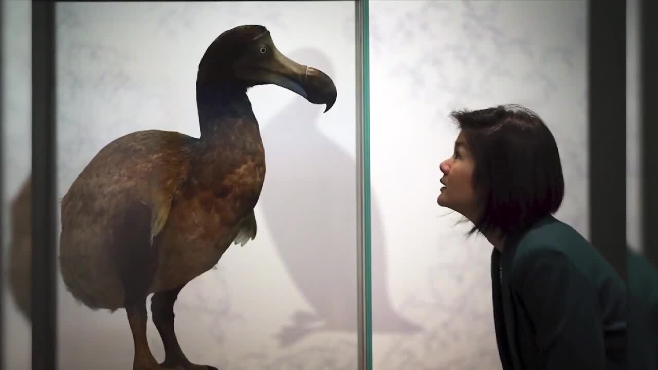 Biotech firm announces ‘pivotal step’ in effort to bring back the dodo ...