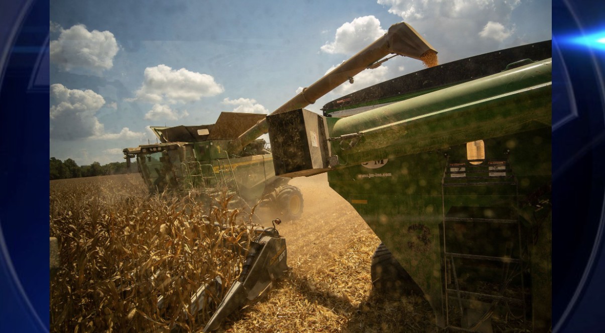 ‘Tidal wave of problems’: With harvest here, Trump’s trade war pushes ...