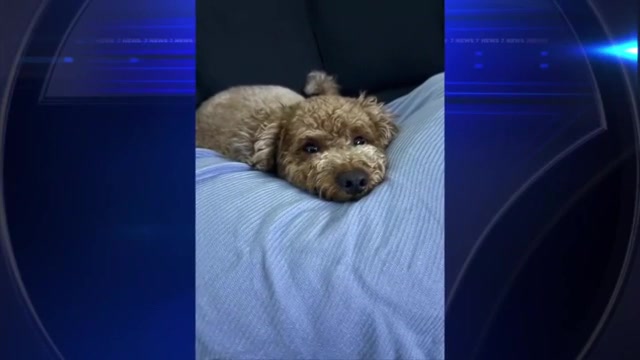 Goldendoodle seen taken near NW Miami-Dade home brought back home ...