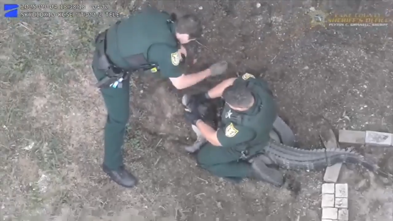 Florida deputies wrangle gator after it was found on woman’s porch ...