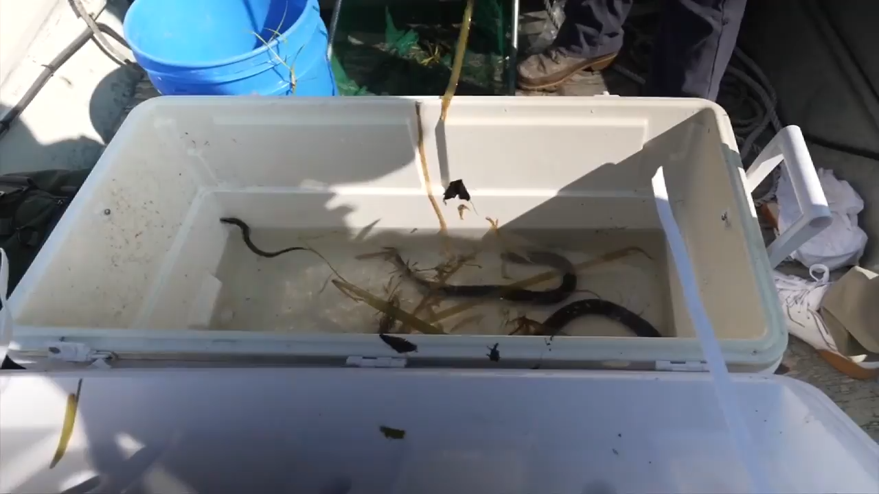 Scientists track invasive eel species in Central Florida to safeguard ...