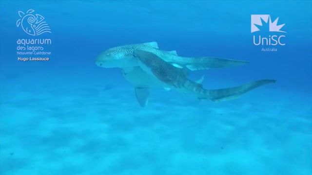 leopard shark mating