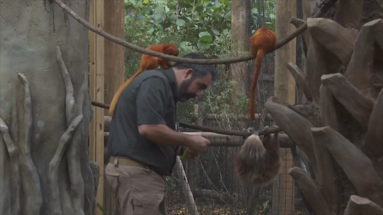 250929 Palm Zoo debuts new enclosure for tamarins and sloths – WSVN ...