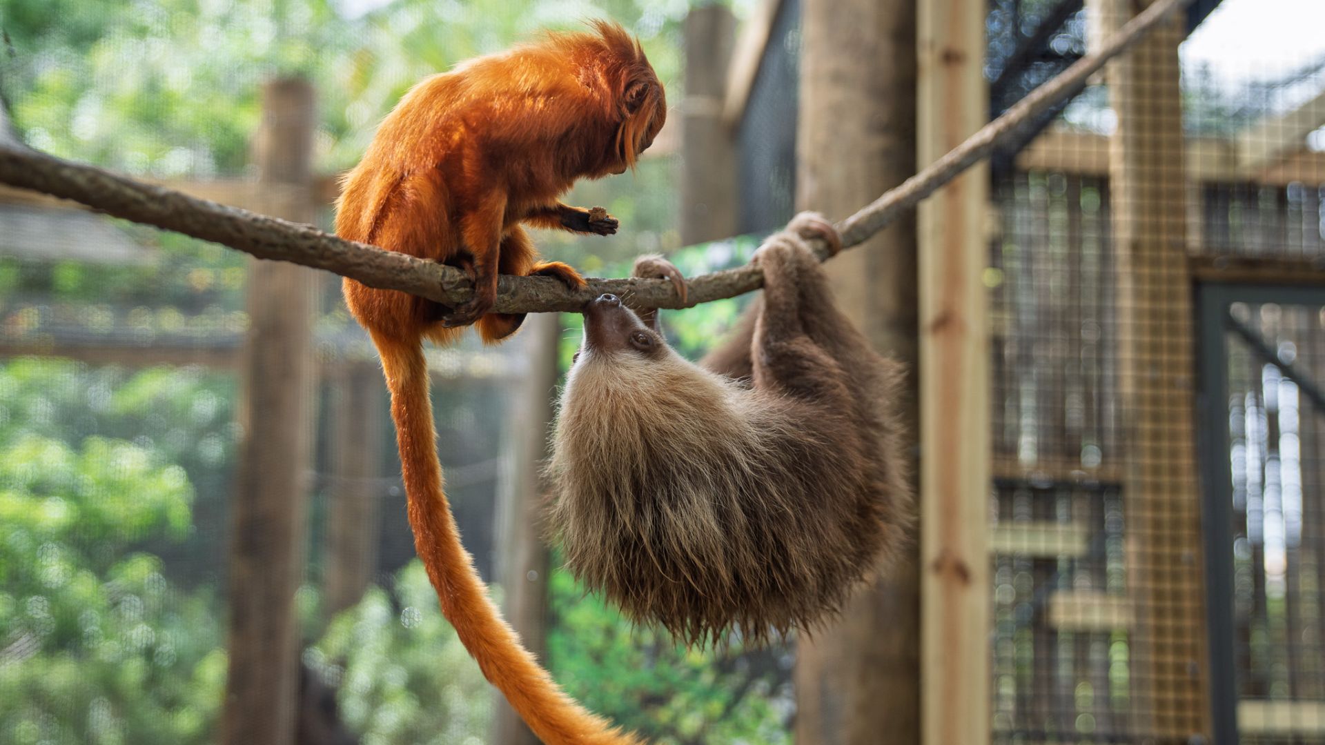Golden lion tamarins and sloths become unlikely roommates at Palm Beach ...