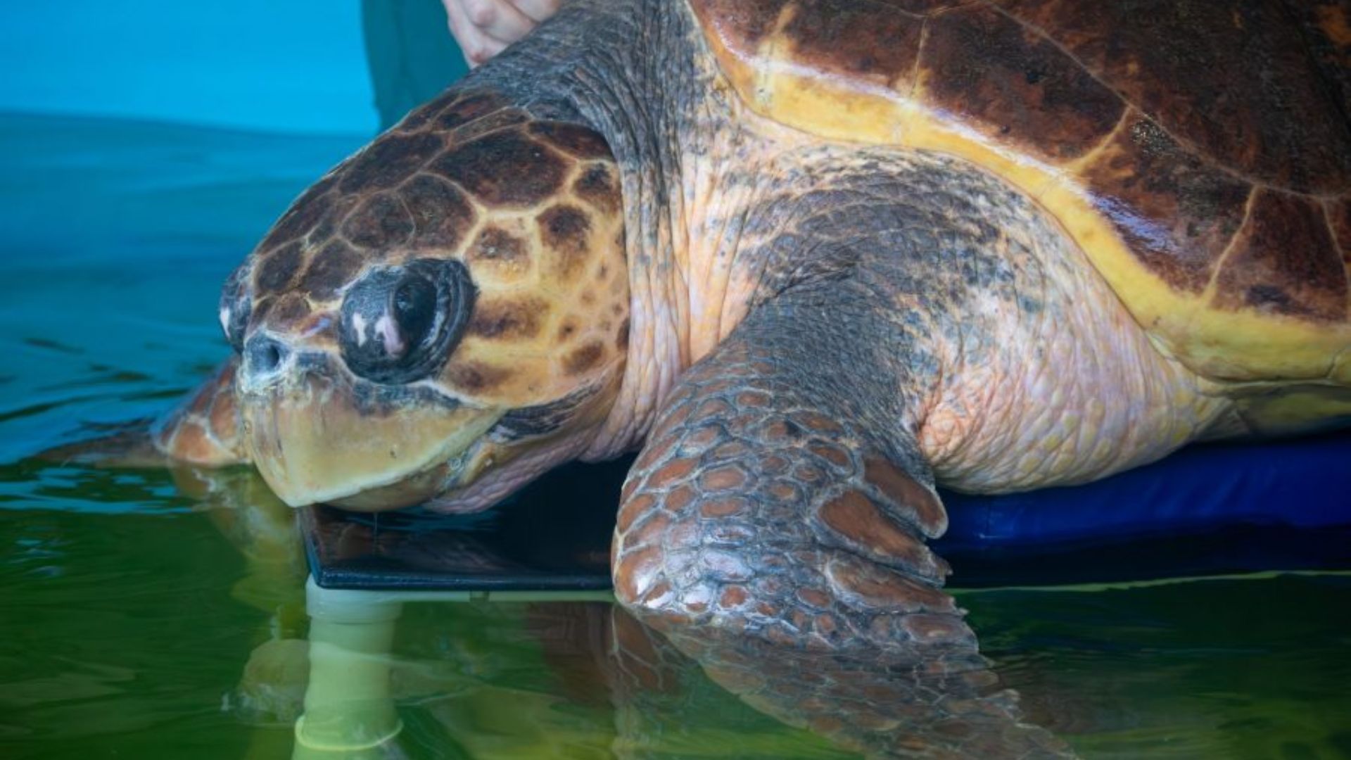 June Cleaver the loggerhead turtle is released into the ocean off ...