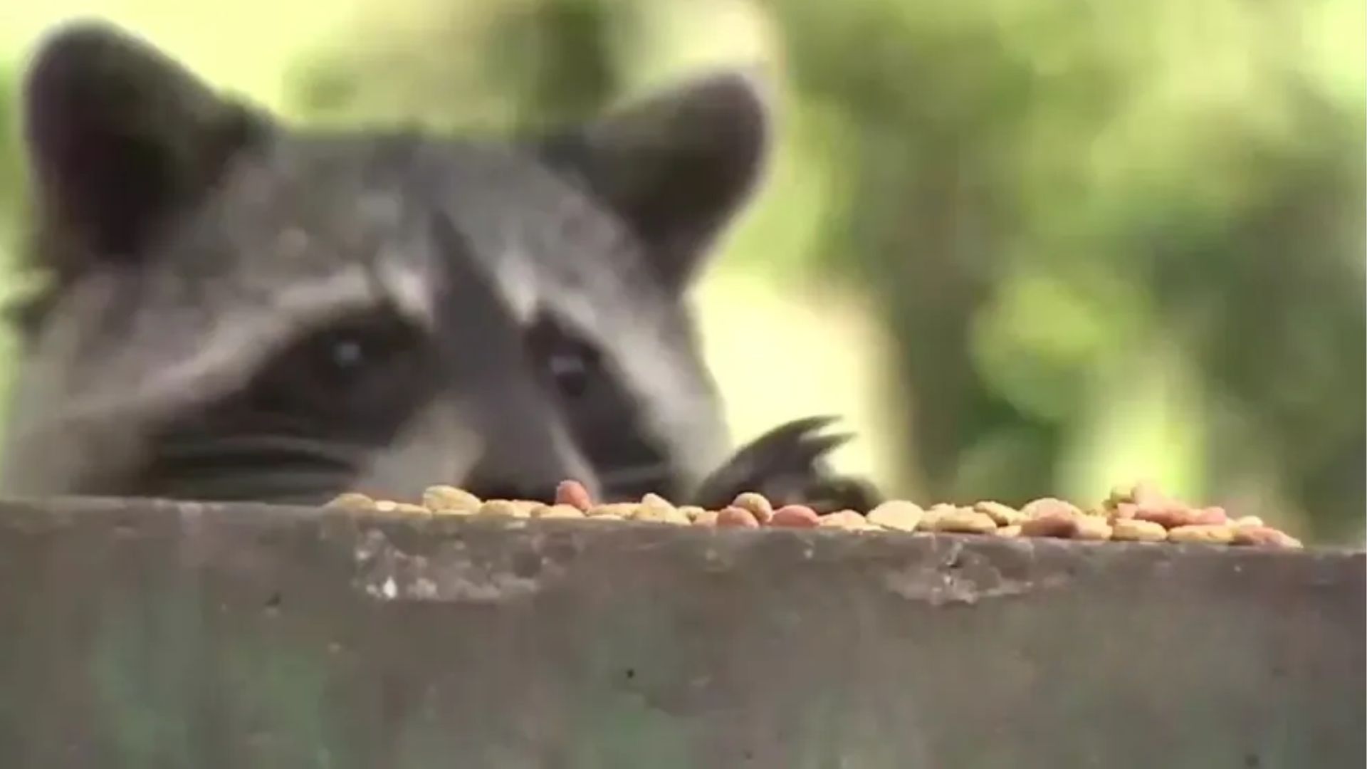 60-day rabies alert issued in Broward County after raccoon tests ...