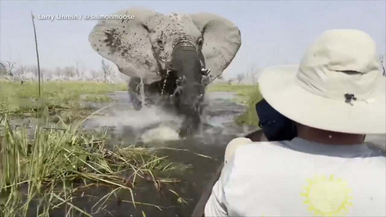 Tourists recount events of scary elephant attack during safari tour in ...