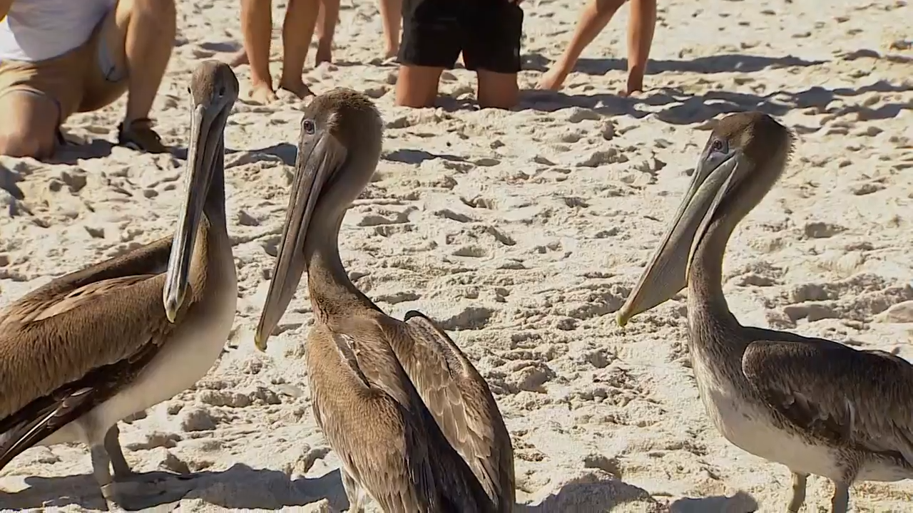 3 rescued brown pelicans released back into the wild in Miami Beach ...
