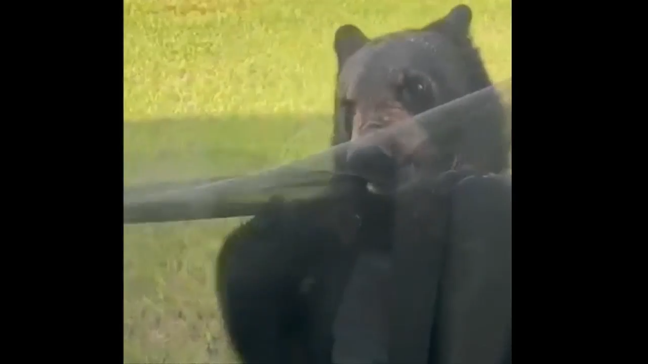 Bear caught on camera ripping window screen - WSVN 7News | Miami News ...