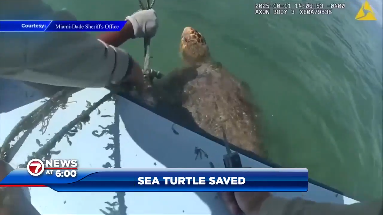 Boater rescues sea turtle tangled in crab trap off coast in Miami-Dade ...