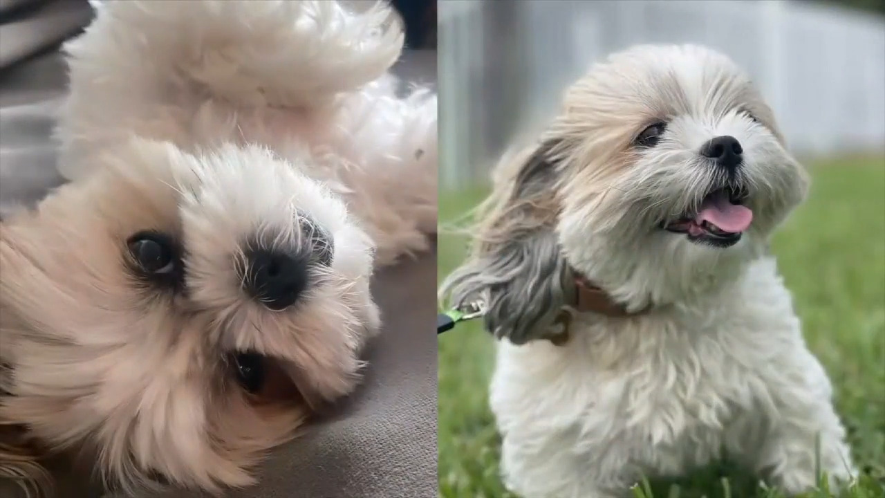 Woman searching for answers after she says online dog sitter cremated ...