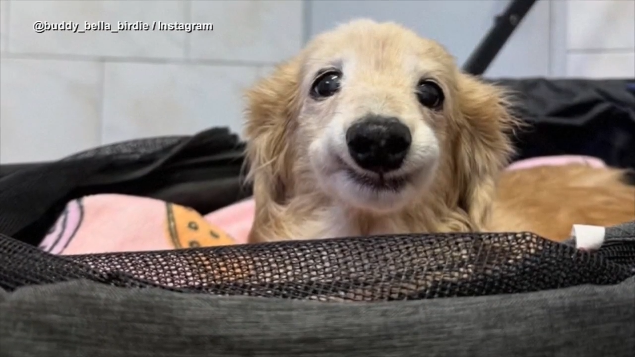 Weiner dog in Tampa brings in millions of views on social media with ...