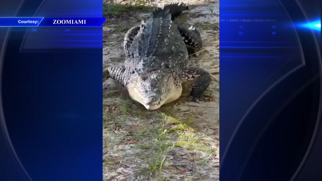 Crocodile continues to recover at Zoo Miami after having fishing spear ...