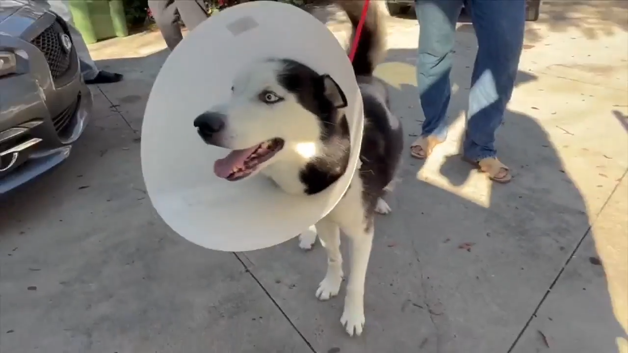 Husky reunites with owner in Tampa — 7 years after being stolen during ...