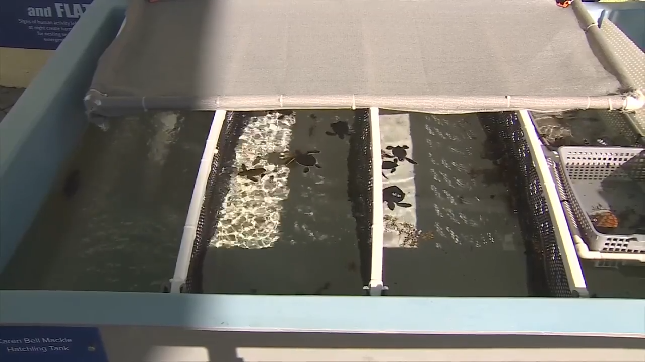 Over 21,000 nests recorded in Juno Beach as sea turtle season comes to ...