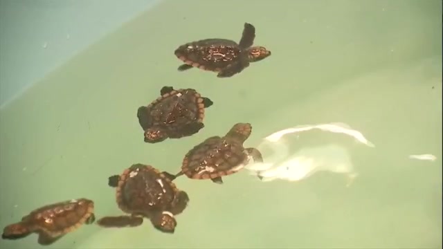 Marine Science Center in Ponce Inlet treating about 80 sea turtles ...
