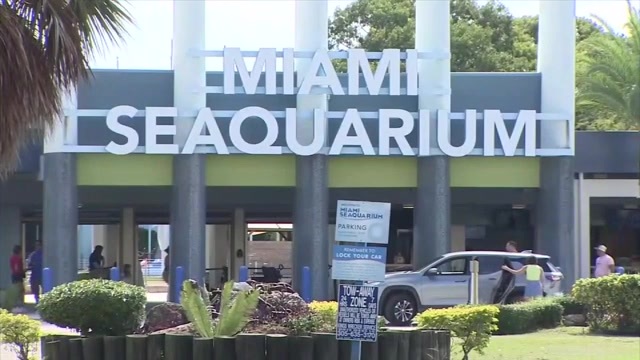 The cherished and controversial Miami Seaquarium closes its doors ...