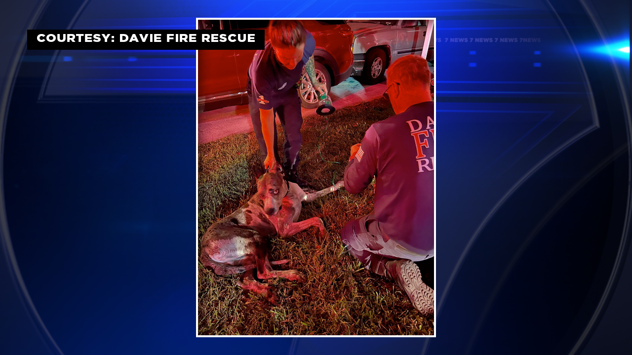 Dog recovering after firefighters pull him from Davie trailer fire ...