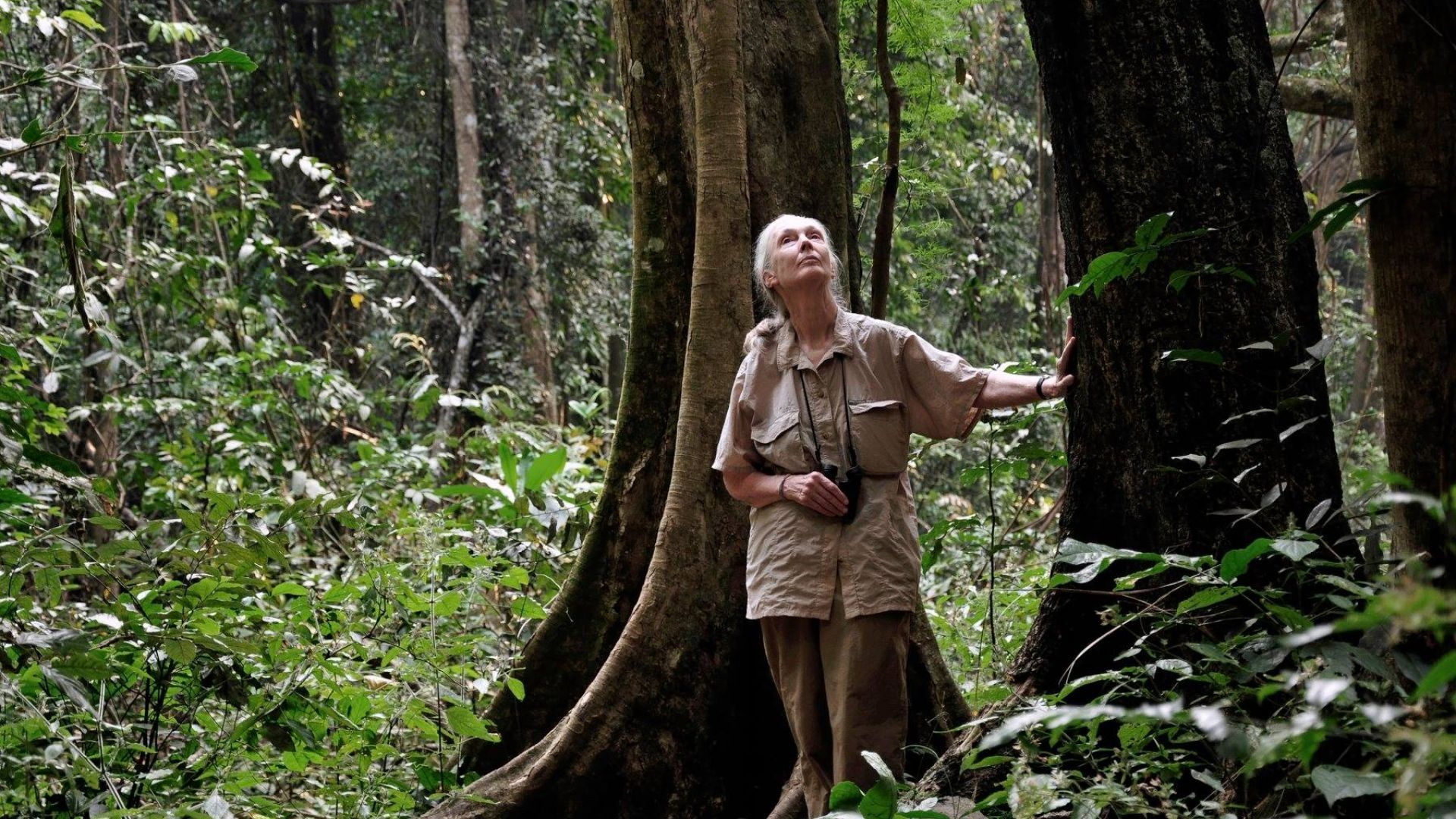 Jane Goodall, the celebrated primatologist and conservationist, has ...