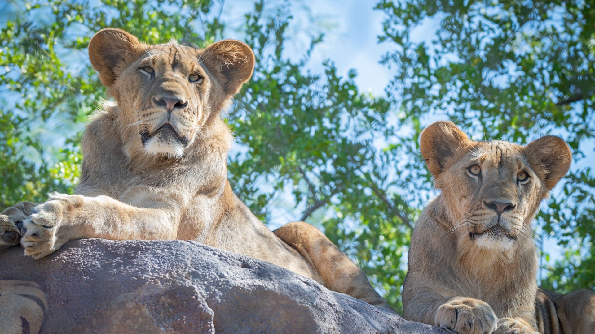 Lion cubs Jasiri, Azizi to leave Phoenix Zoo and head to Zoo Miami ...