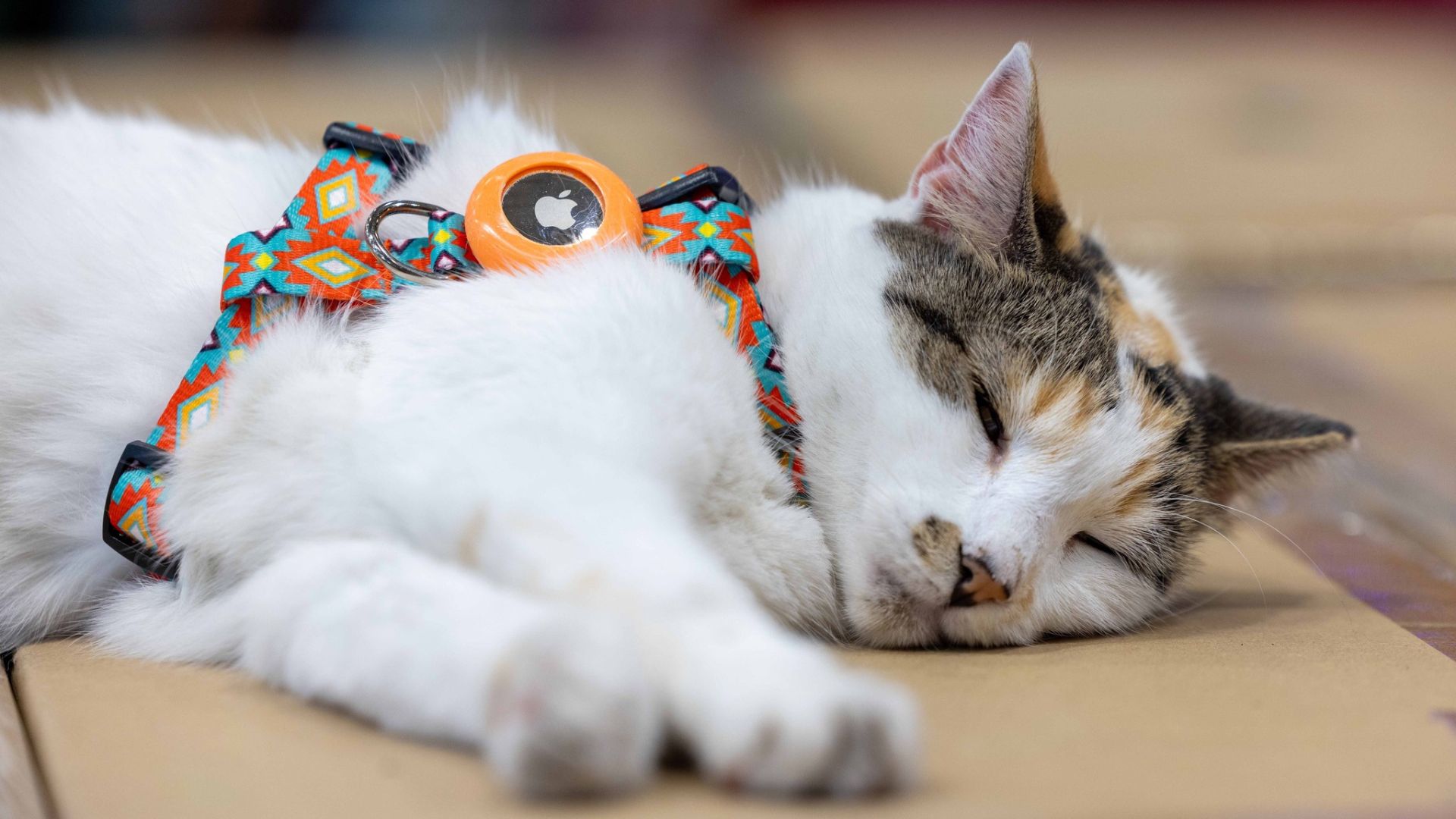 Purrfect ending: Missing Virginia store cat found after hitching a ride ...