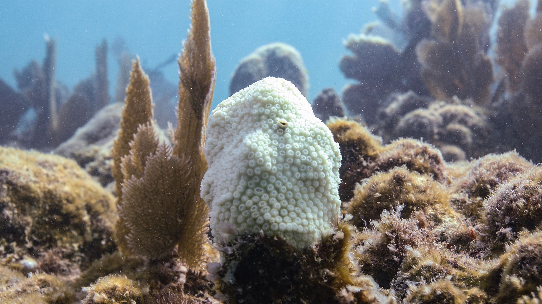 Critical Florida corals now ‘functionally extinct’ due to off-the ...
